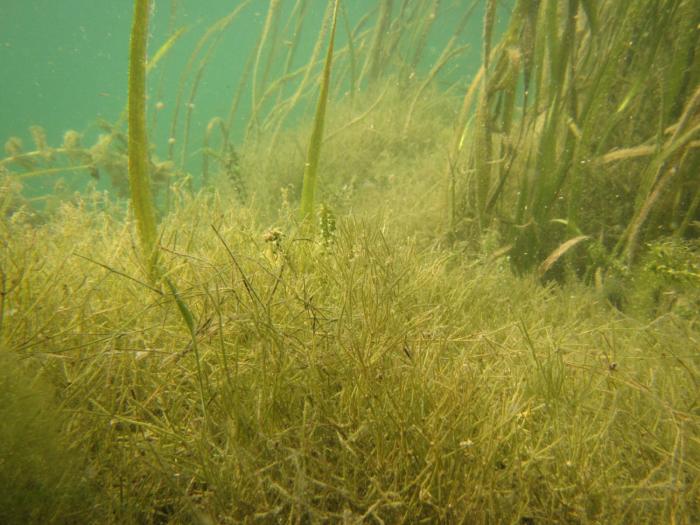 Starry Stonewort | Vermont Invasives